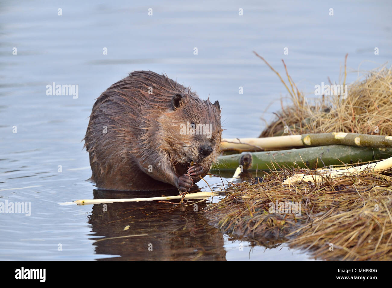 Beaver eating tree hi-res stock photography and images - Alamy