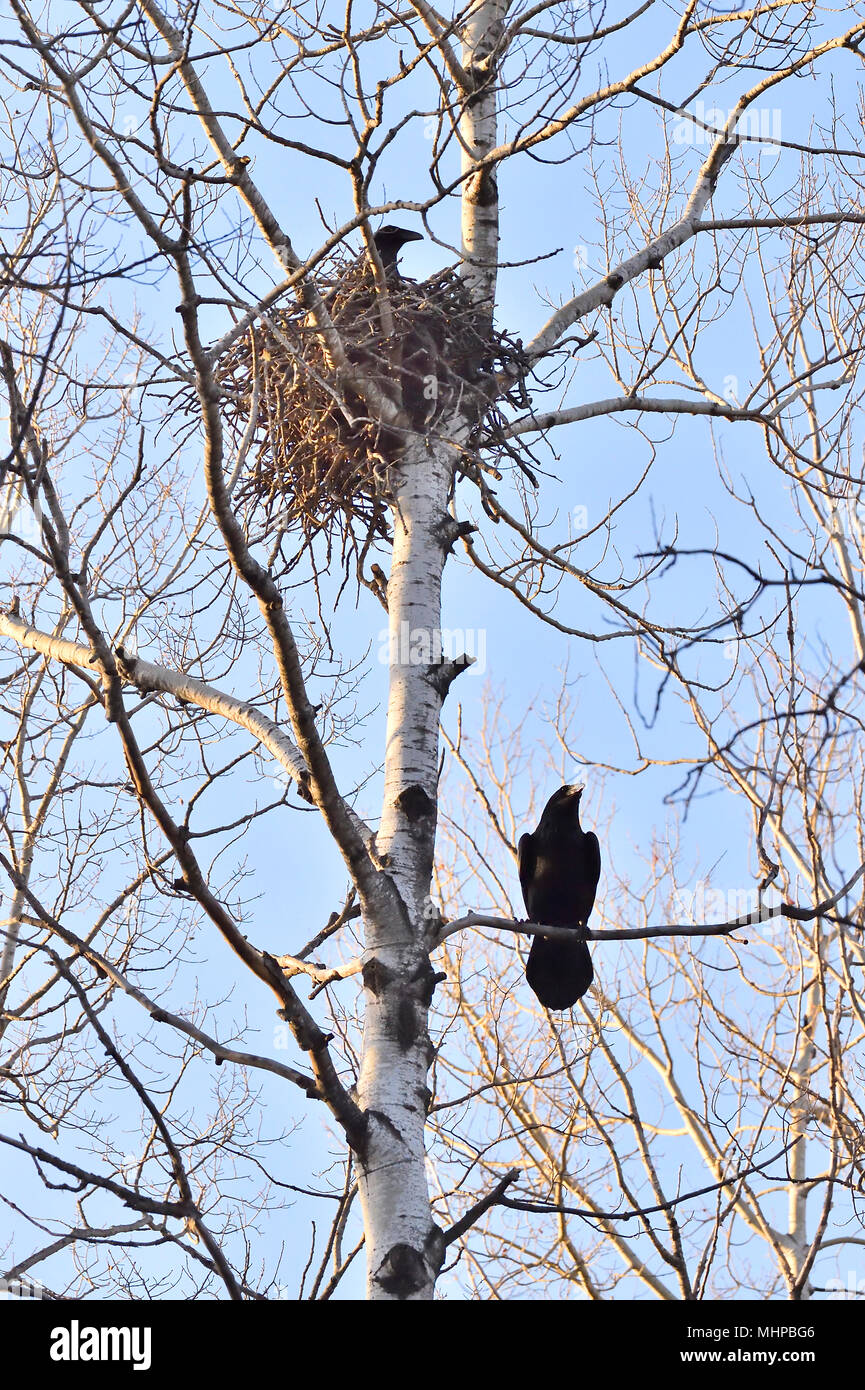 American crow building nest hi-res stock photography and images - Alamy
