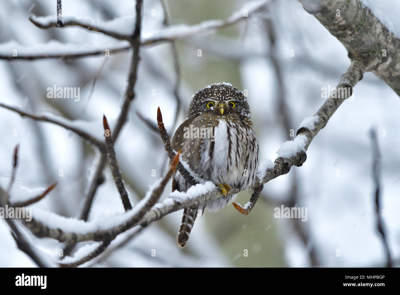 Angry tree hi-res stock photography and images - Alamy