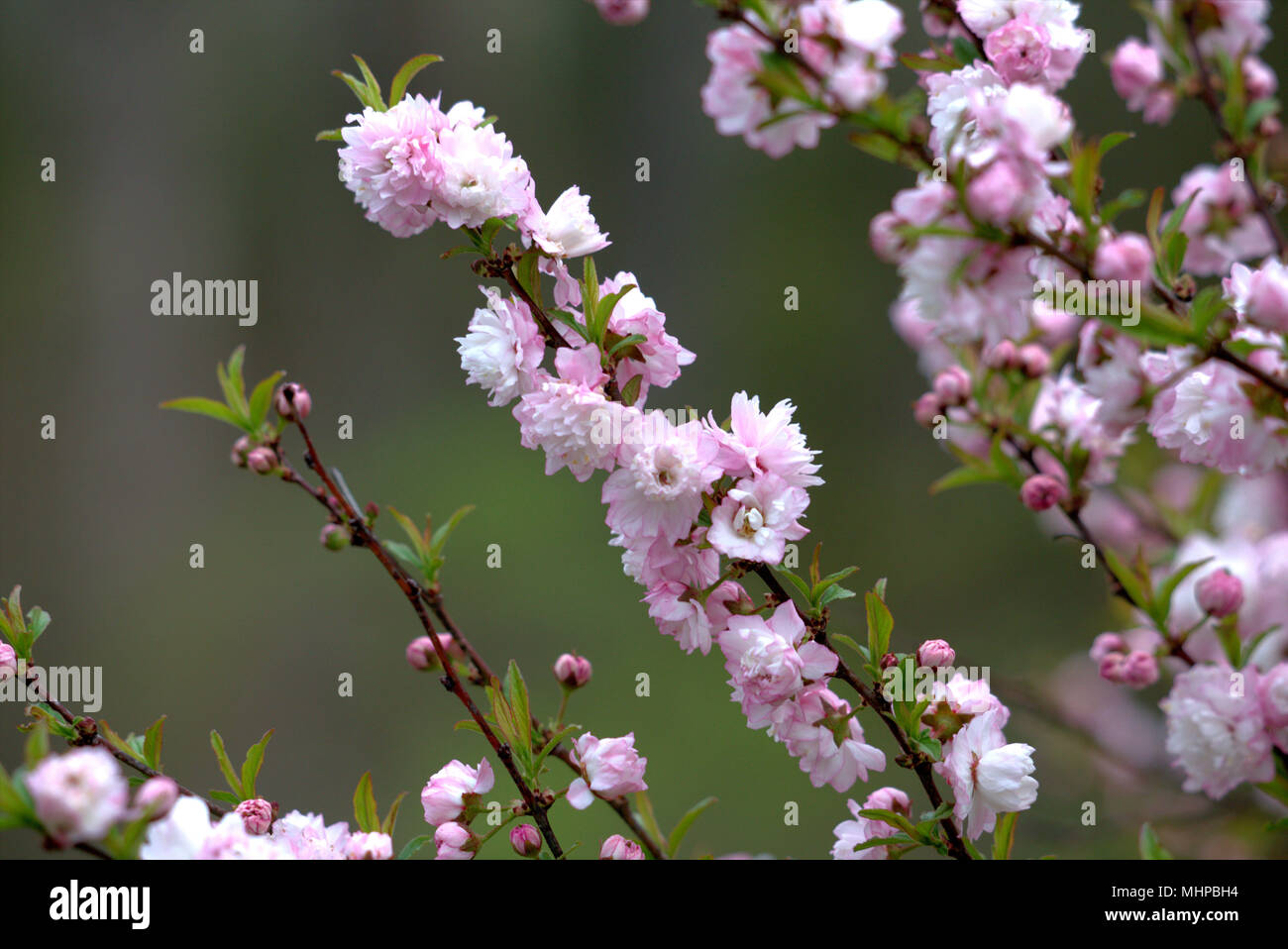 Almond blooms hi-res stock photography and images - Alamy