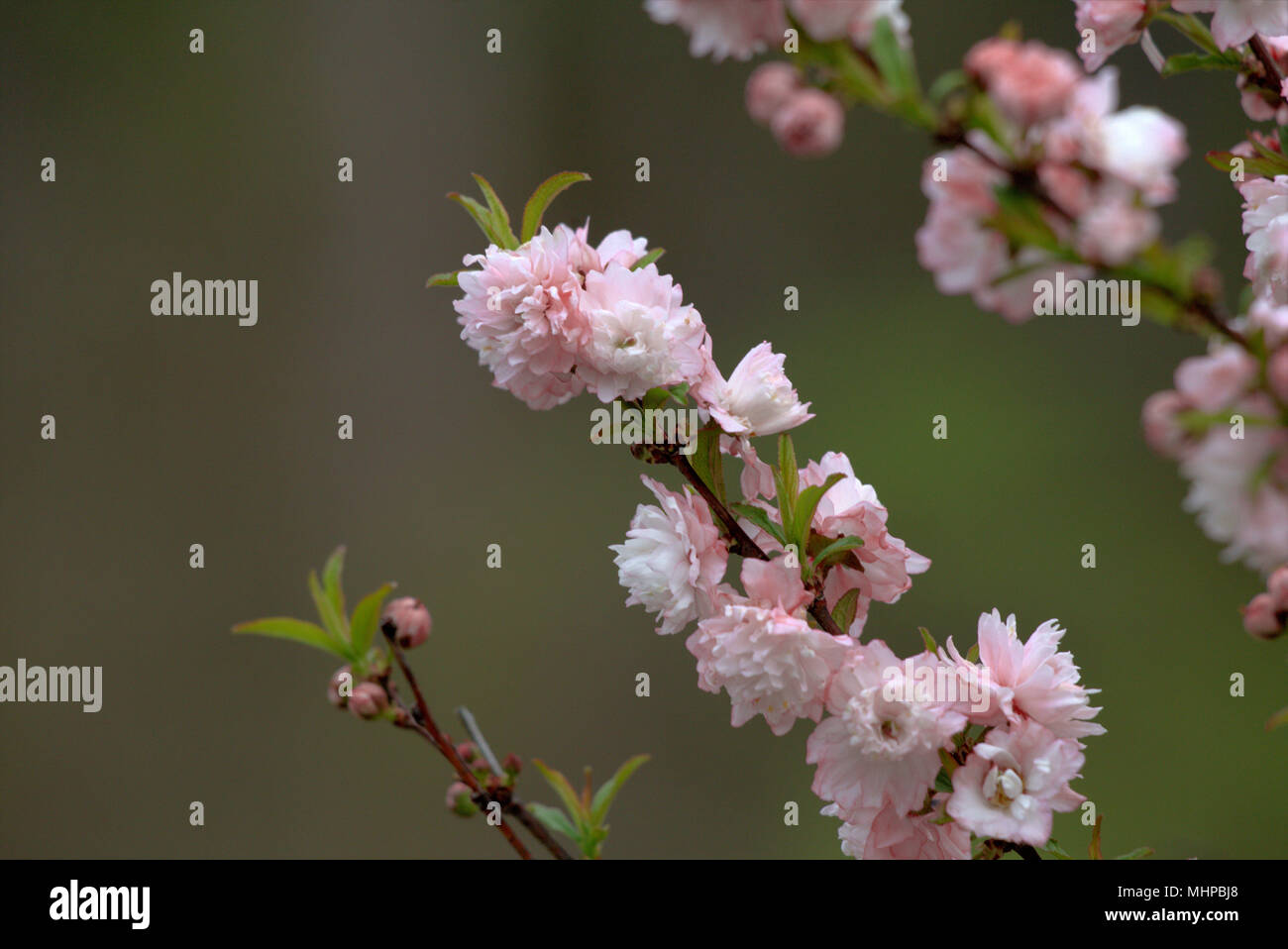 Almond Bush flowers Stock Photo - Alamy
