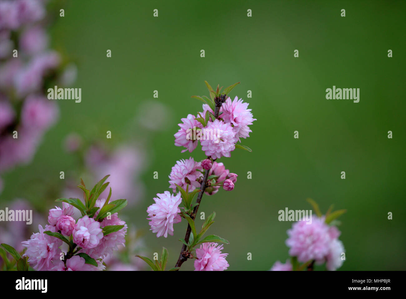 Almond Bush flowers Stock Photo - Alamy