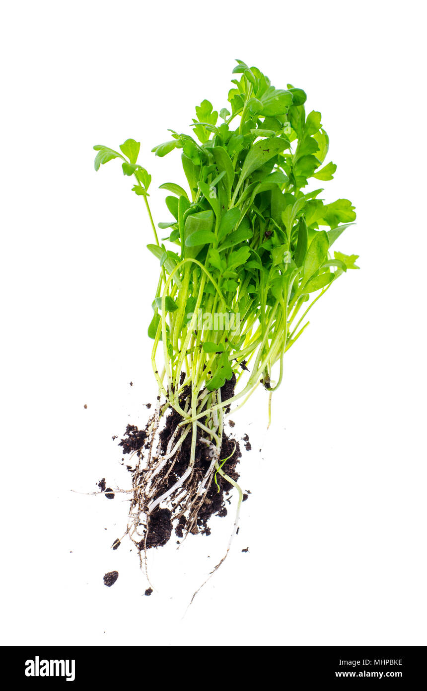 Fresh arugula salad cress Cut Out Stock Images & Pictures - Alamy