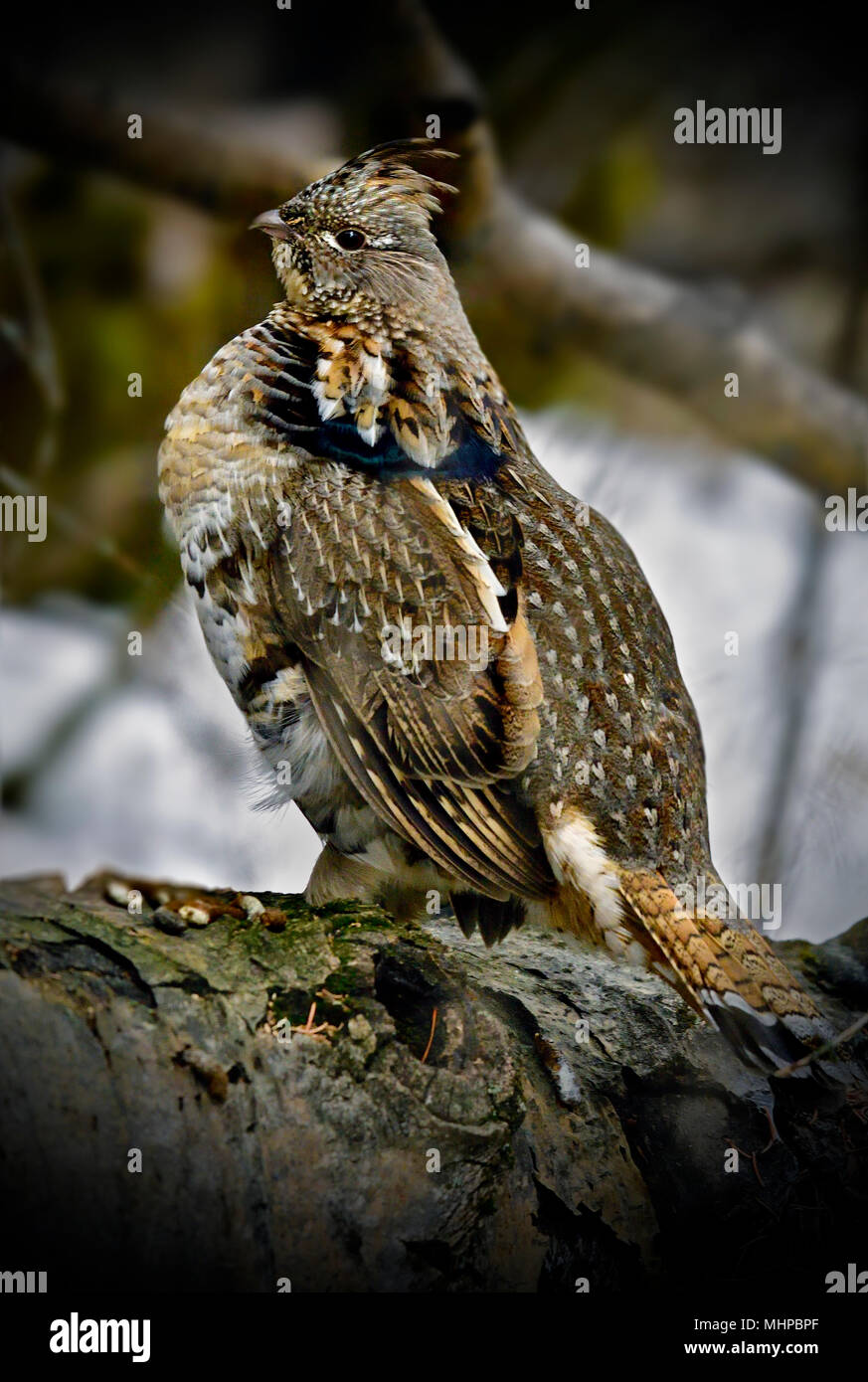 A close up portrait image of a wild male Ruffed Grouse bird (Bonasa ...