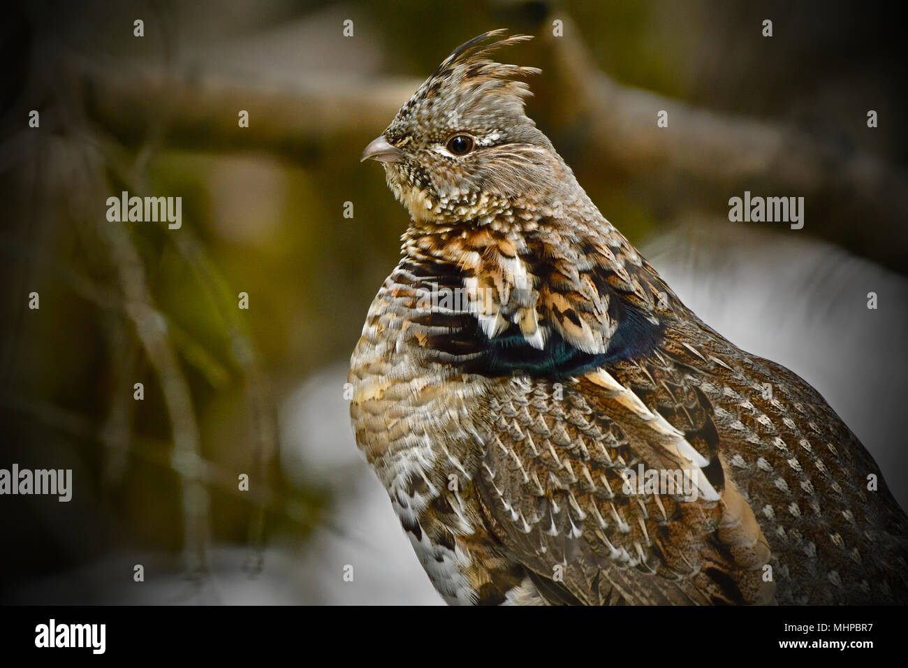 A close up portrait image of a wild male Ruffed Grouse bird (Bonasa umbellus) with his head ...