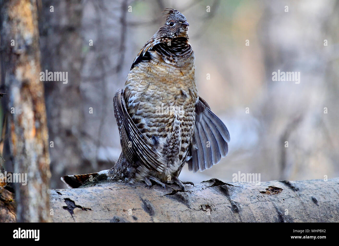 A ruffed grouse (Bonasa umbellus); perched on a fallen log in the dark ...