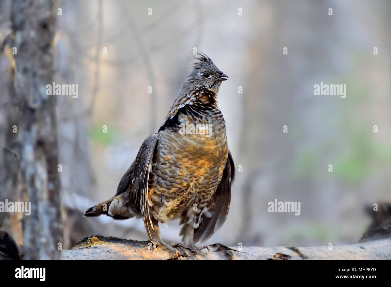 Close Up Of Drumming Male Ruffed Grouse High Resolution Stock ...