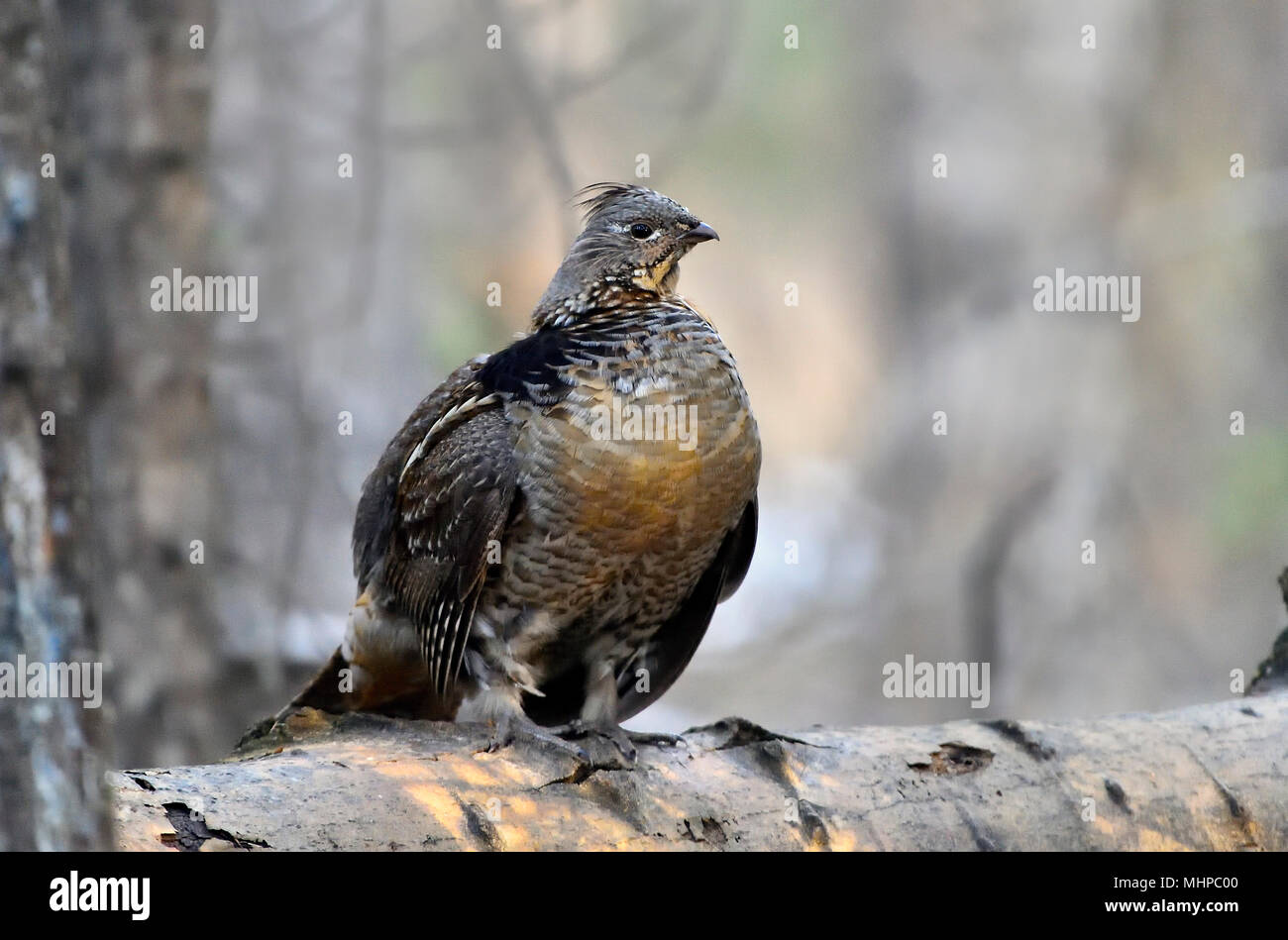 Close up of drumming male ruffed grouse hi-res stock photography and ...