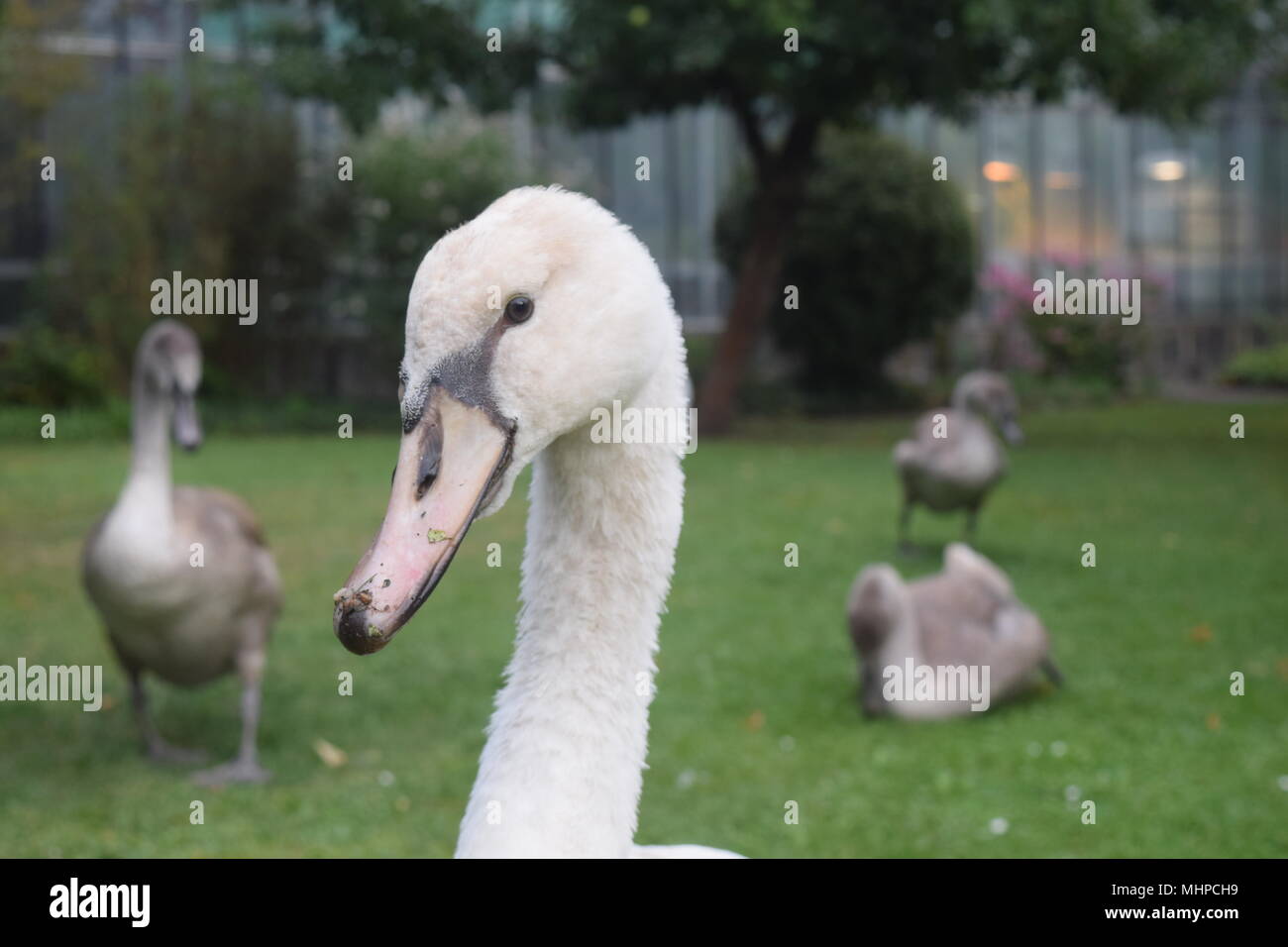 The Beautiful Duckling Stock Photo - Alamy