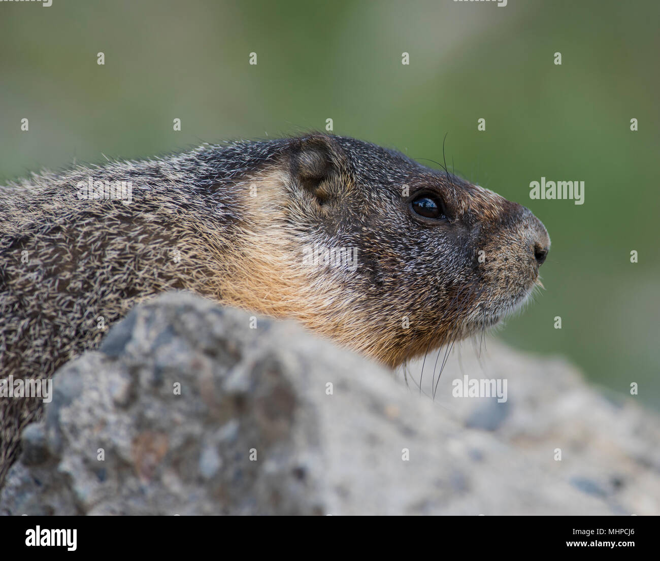 Native british mammals hi-res stock photography and images - Alamy