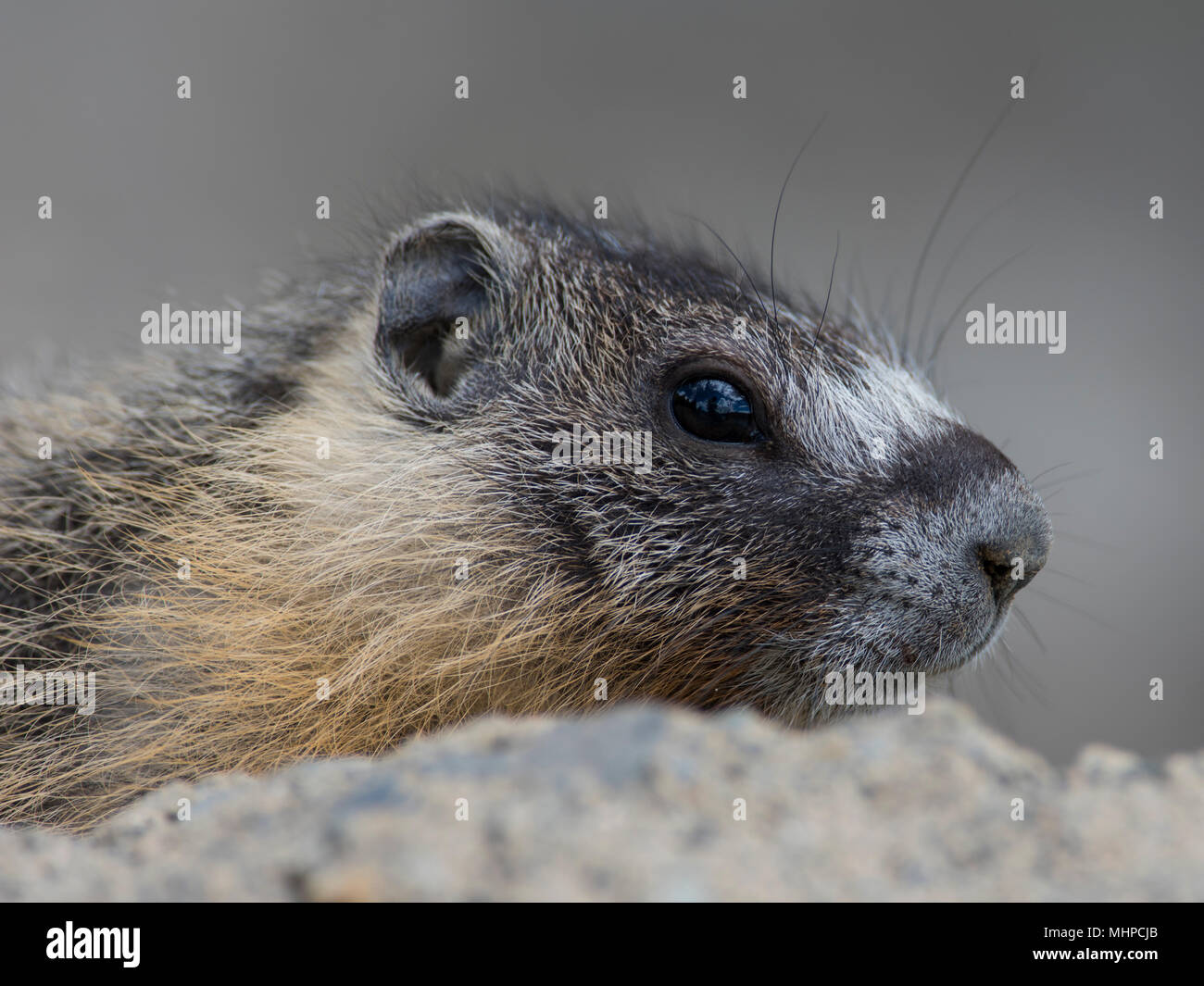 Native british mammals hi-res stock photography and images - Alamy