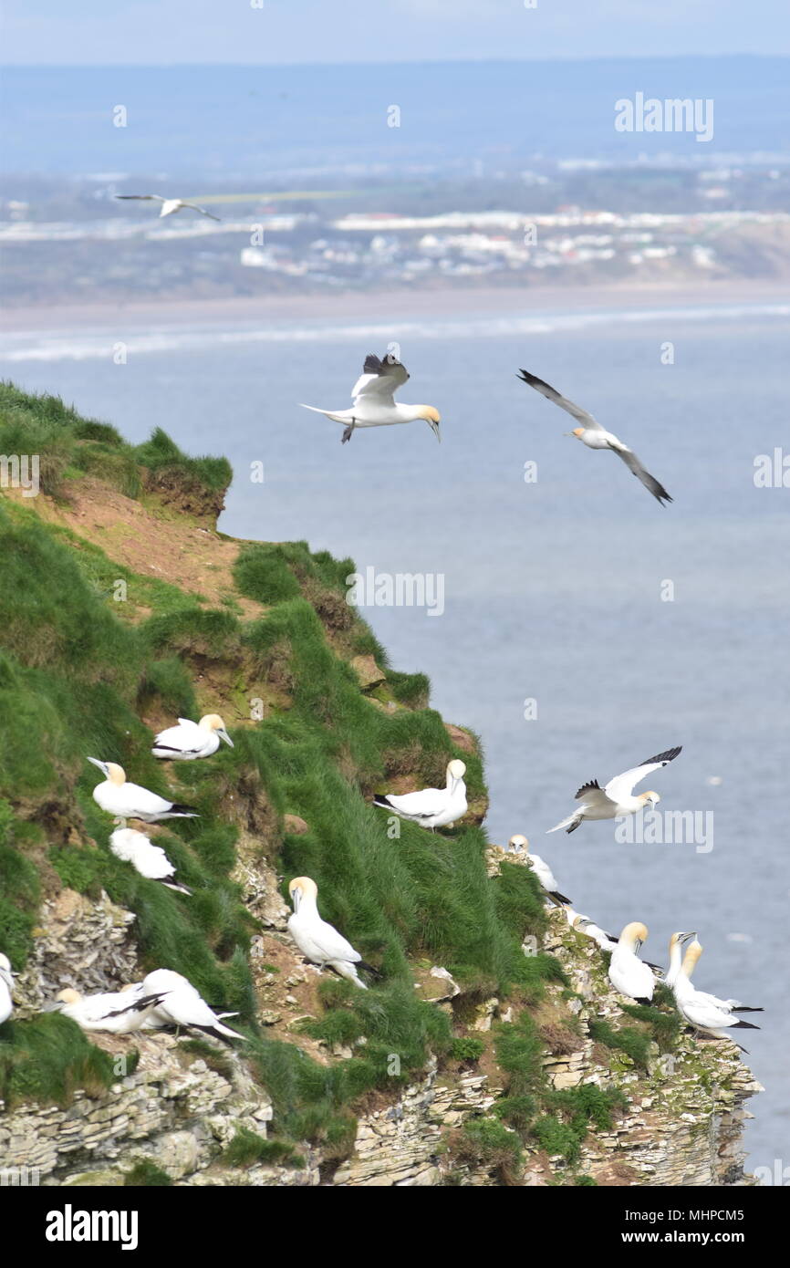 Gannets at Bempton Cliffs RSPB reserve in East Yorkshire UK Stock Photo ...