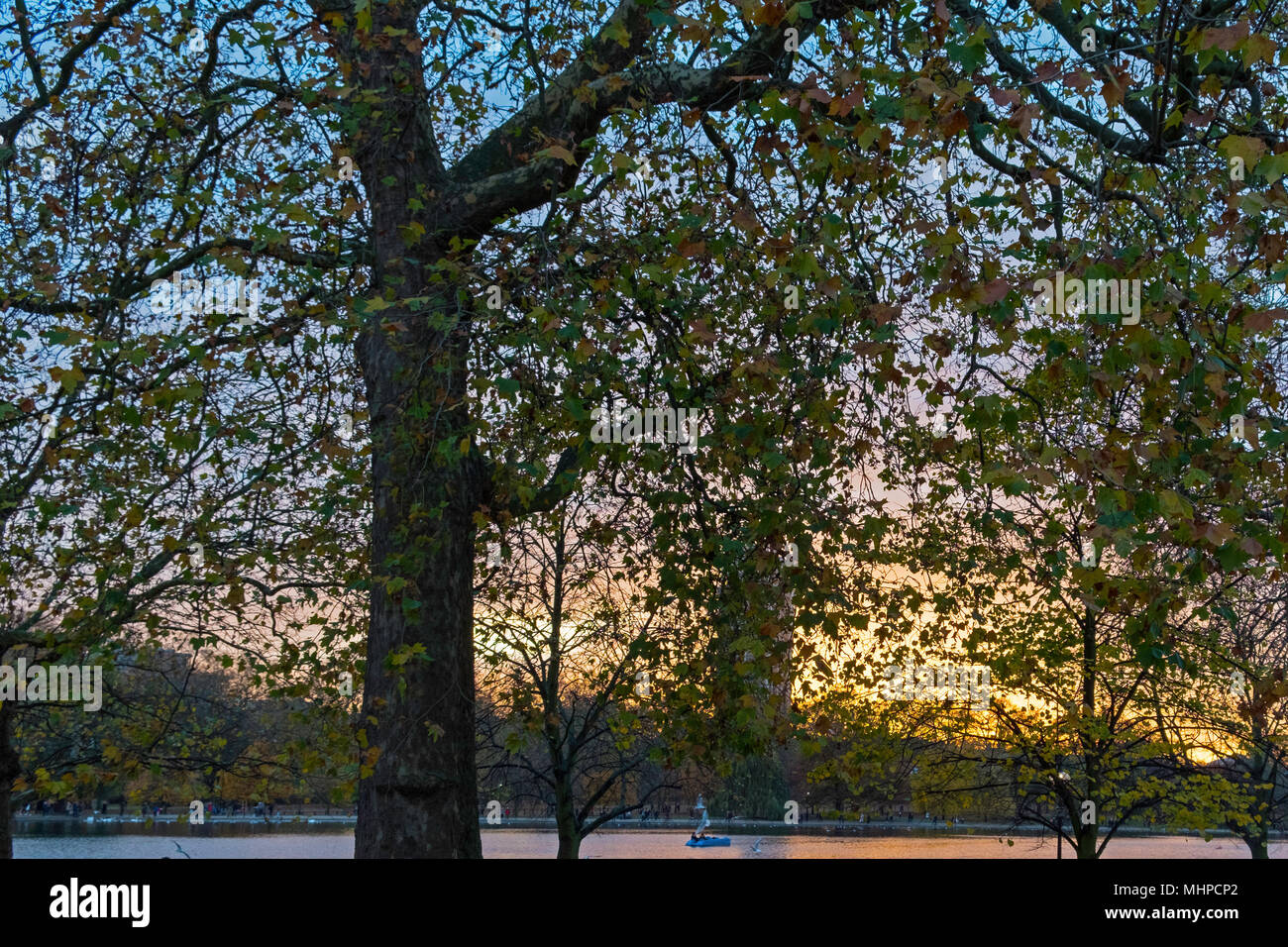 Sunset through trees Stock Photo - Alamy