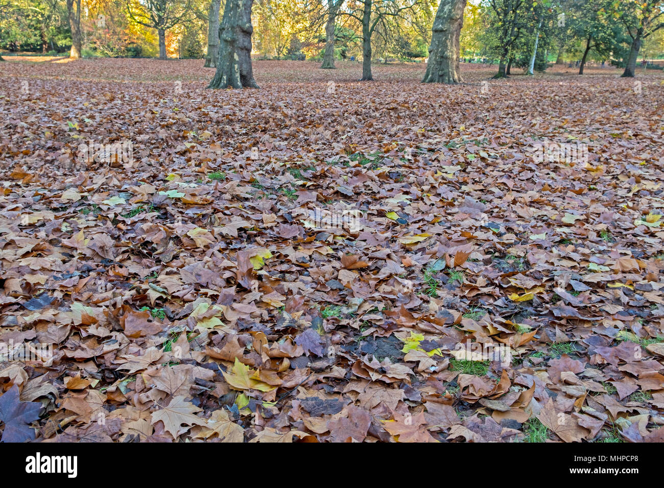 Ground leaves hi-res stock photography and images - Alamy