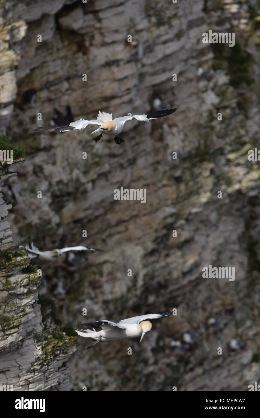 Gannets at Bempton Cliffs RSPB reserve in East Yorkshire UK Stock Photo ...