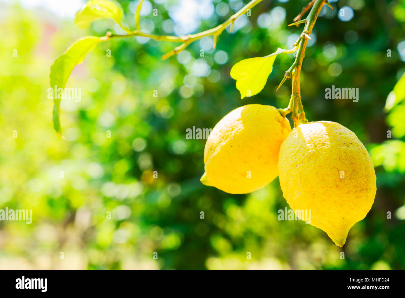hanging two Lemon Fruits in Lemon garden of Sorrento at summer, copy ...