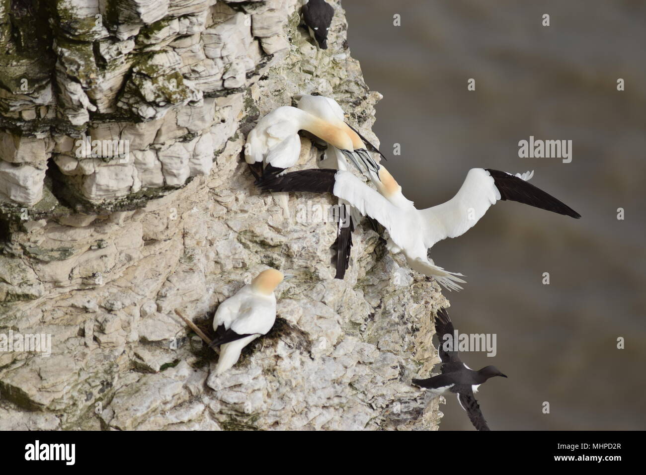 Gannets at Bempton Cliffs RSPB reserve in East Yorkshire UK Stock Photo ...