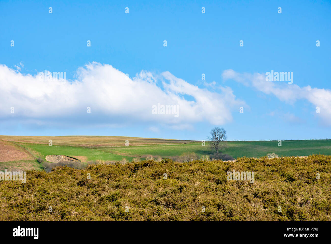 Idyllic scenery of british countryside in spring.Dry grass on field ...