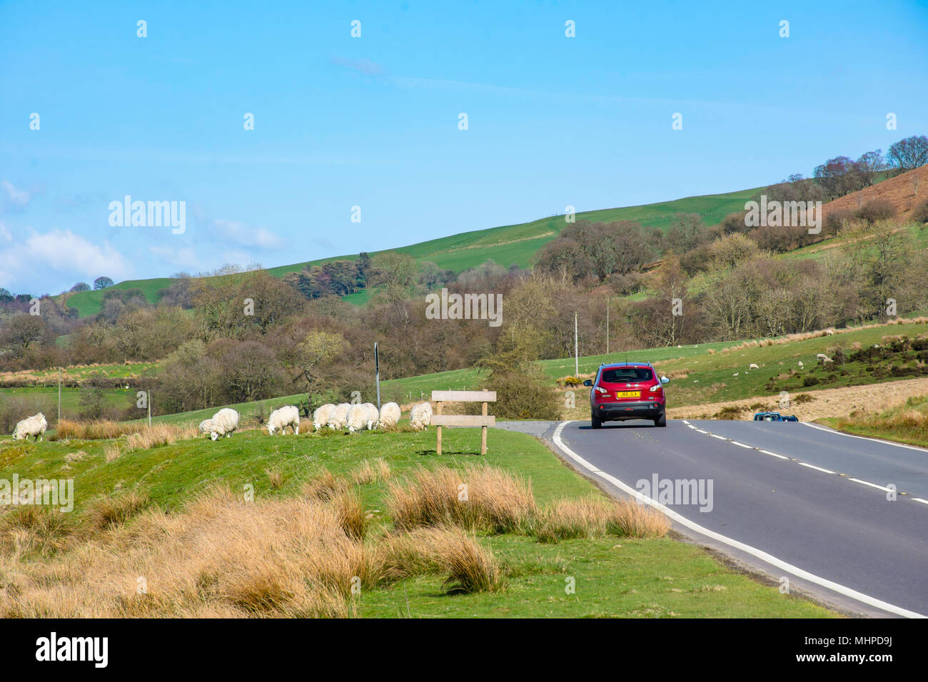 Car driving on countryside road in Wales,uk.Idyllic landscape,lambs ...