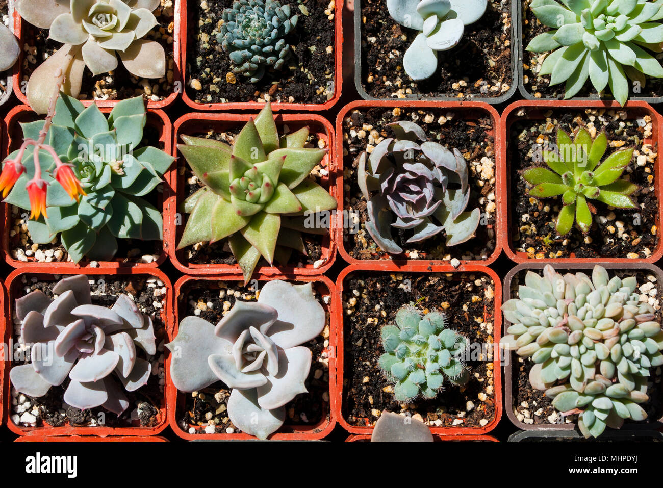 Group Of Succulents Cactus High Resolution Stock Photography and Images ...