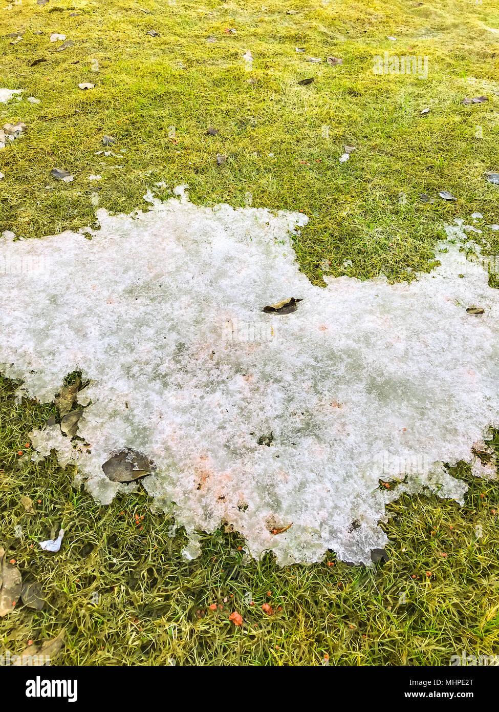Spring lawn with snow. Studio Photo Stock Photo - Alamy