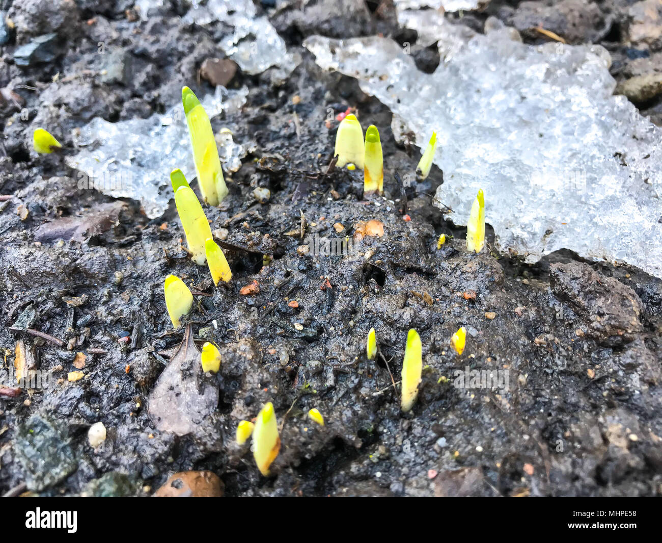 Young shoots of flowers from ground in early spring. Studio Photo Stock ...