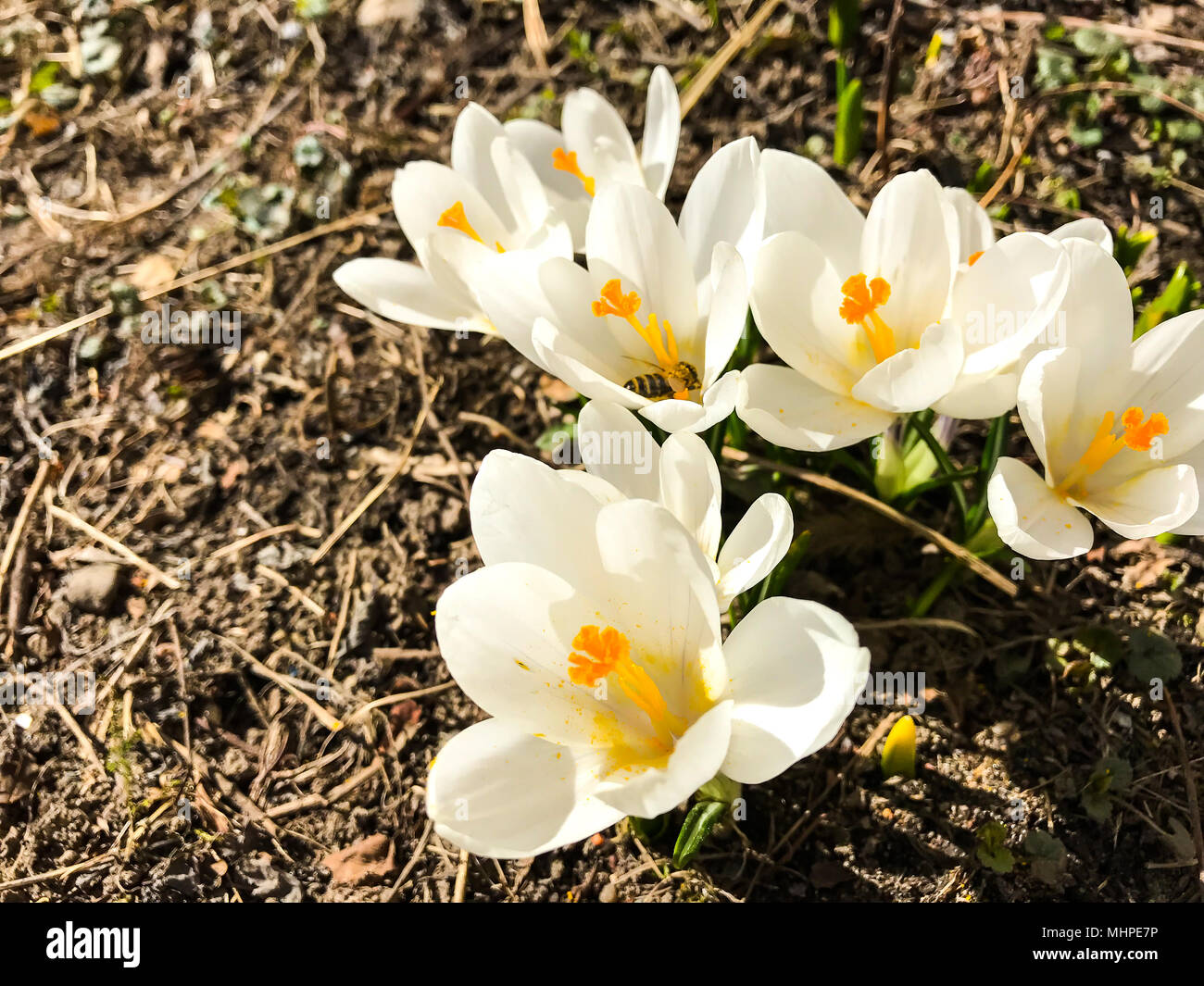 First crocuses in early spring growing from earth. Studio Photo Stock Photo - Alamy