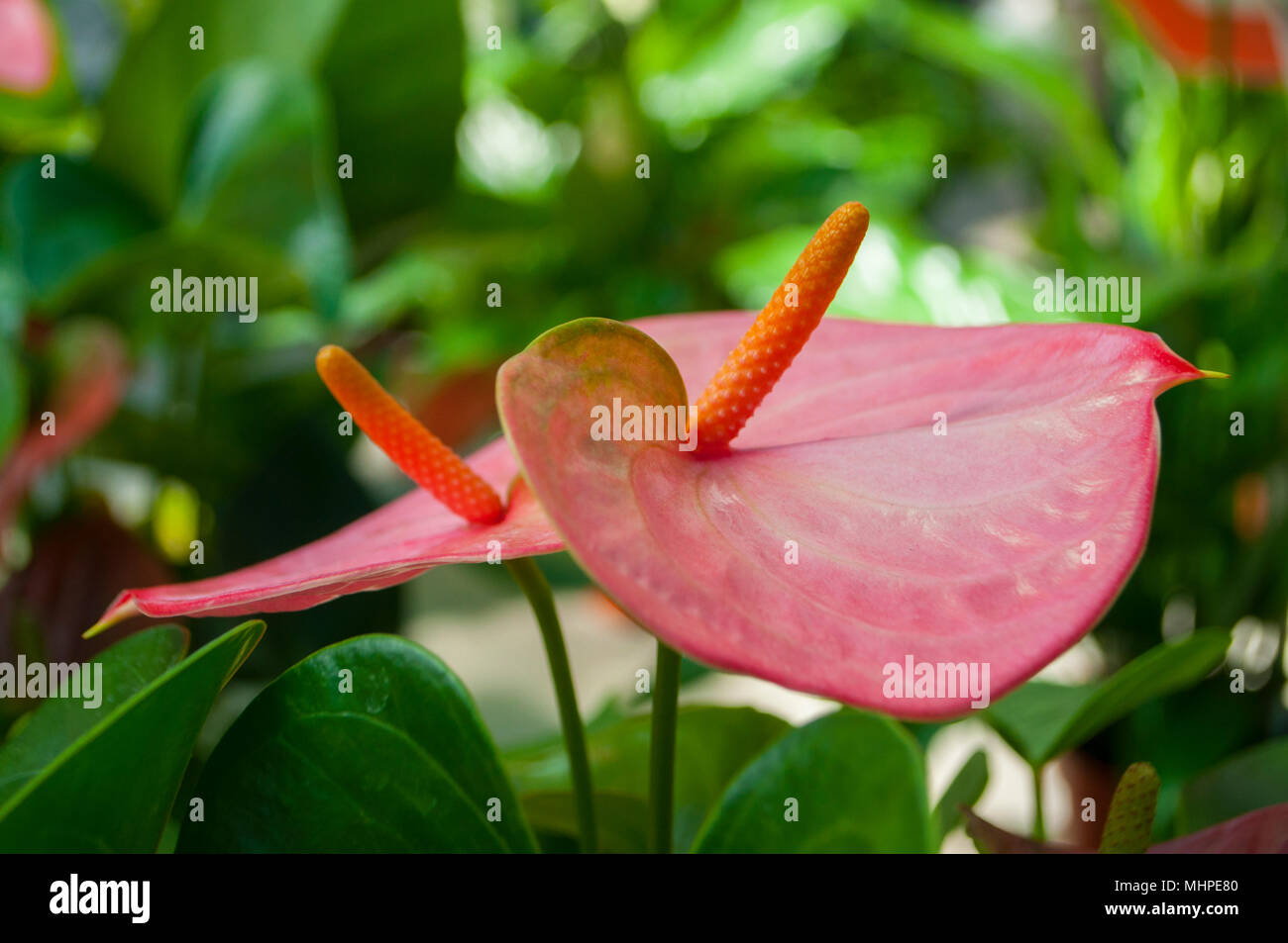 Anthurium flowers hi-res stock photography and images - Alamy