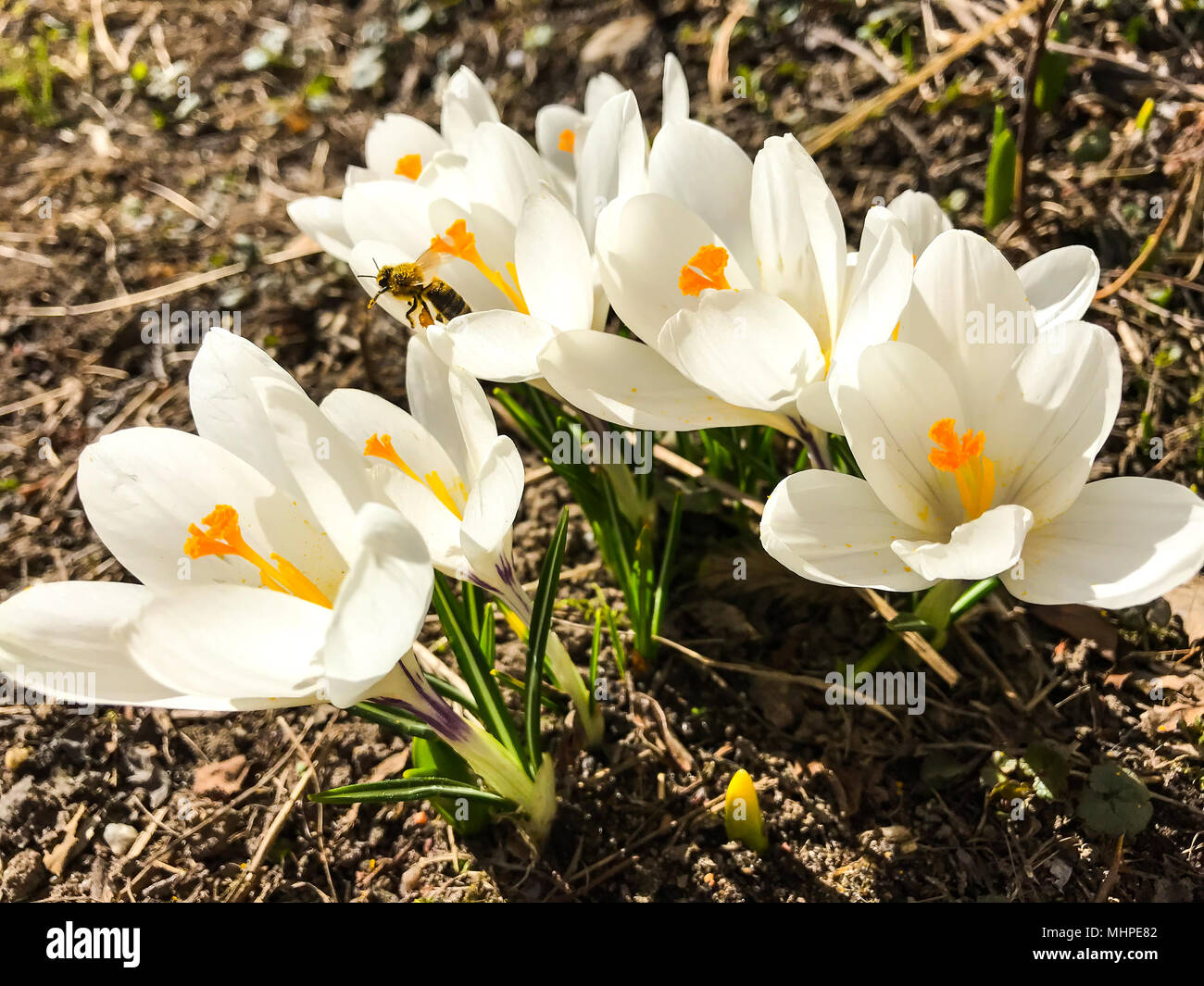 First crocuses in early spring growing from earth. Studio Photo Stock ...