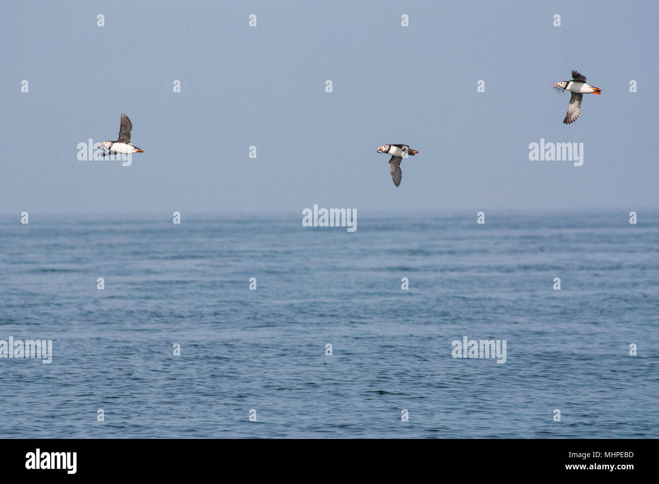 Puffins flying - Wales Stock Photo - Alamy