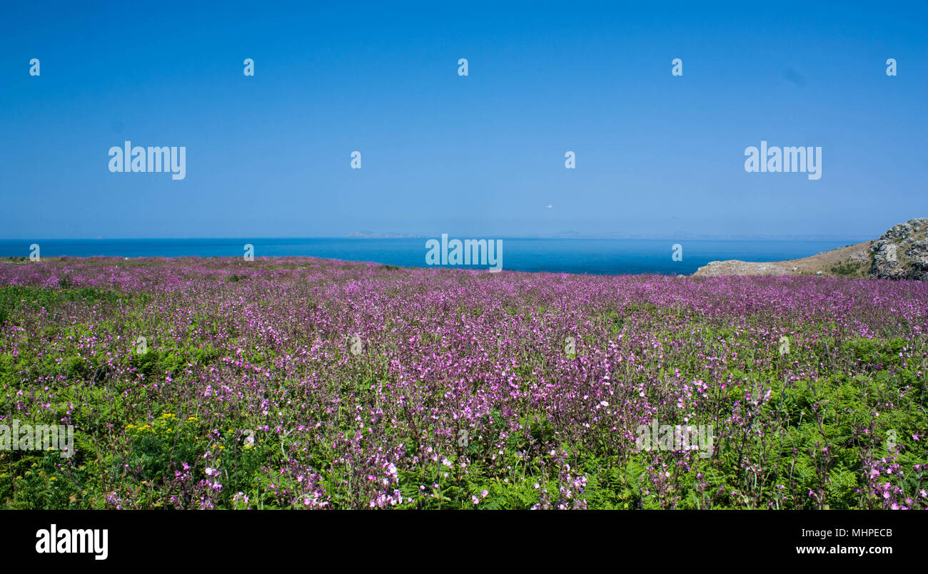 Flora of Skomer Island Pembrokeshire Wales Stock Photo - Alamy