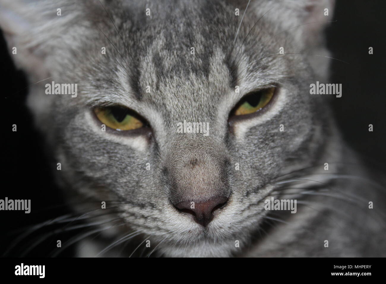 Four legged animals hi-res stock photography and images - Alamy