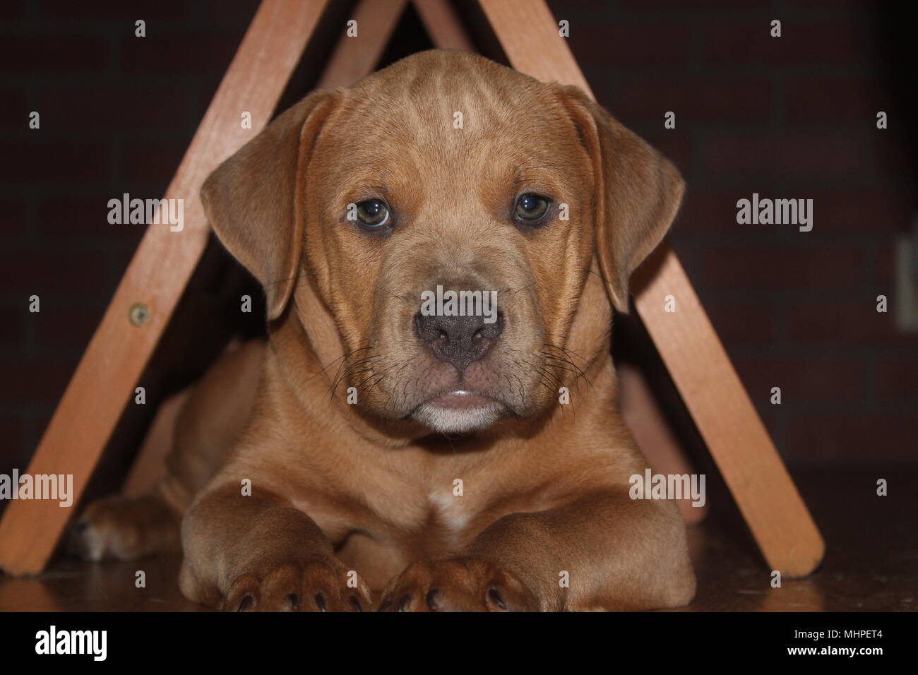 Four legged animals hi-res stock photography and images - Alamy