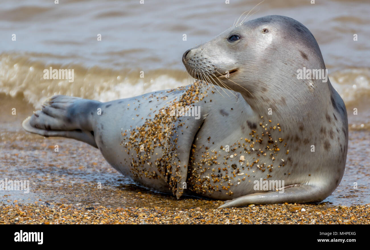 Female grey seal lying on pebble beach facing page left Stock Photo - Alamy
