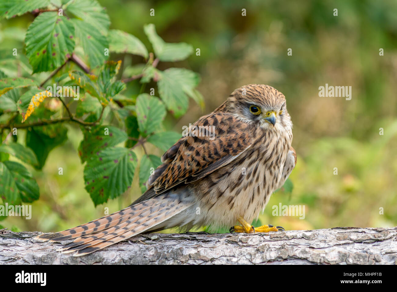 Juvenile kestrel hi-res stock photography and images - Alamy