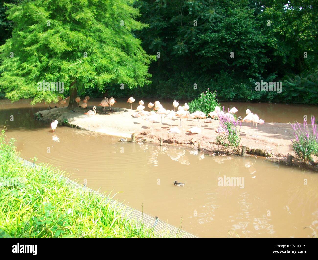Pink Flamingoes, Paignton Zoo, Devon, England Stock Photo - Alamy