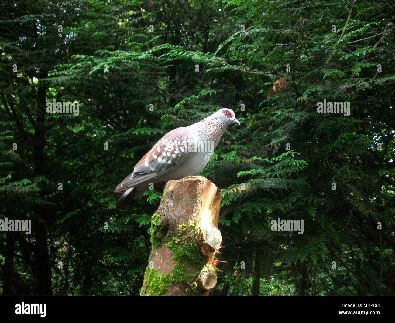Rare Dove at Paignton Zoo, Devon. England, July 2017 Stock Photo - Alamy
