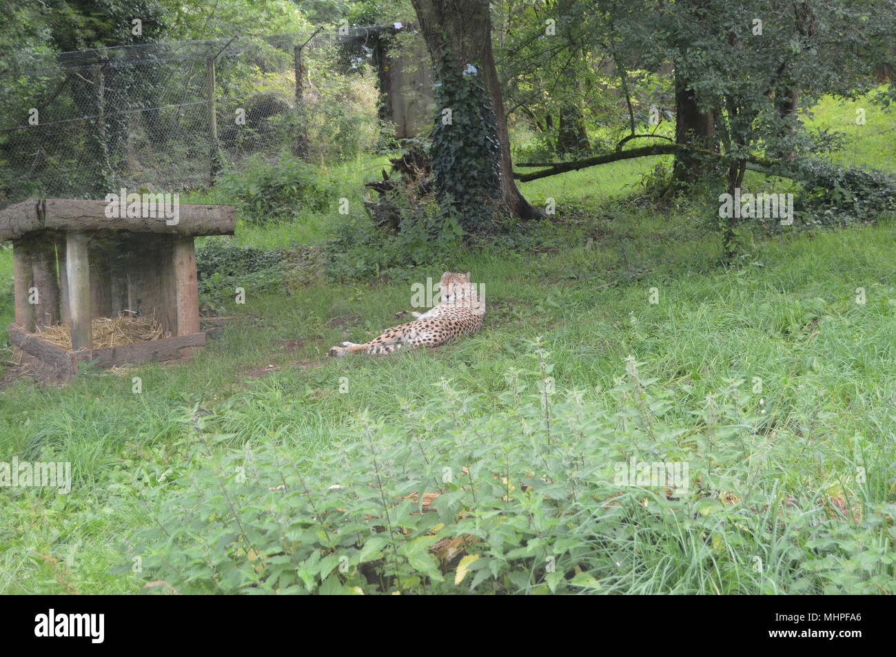Animals in Paignton Zoo, Devon, UK, July 2017 Stock Photo - Alamy