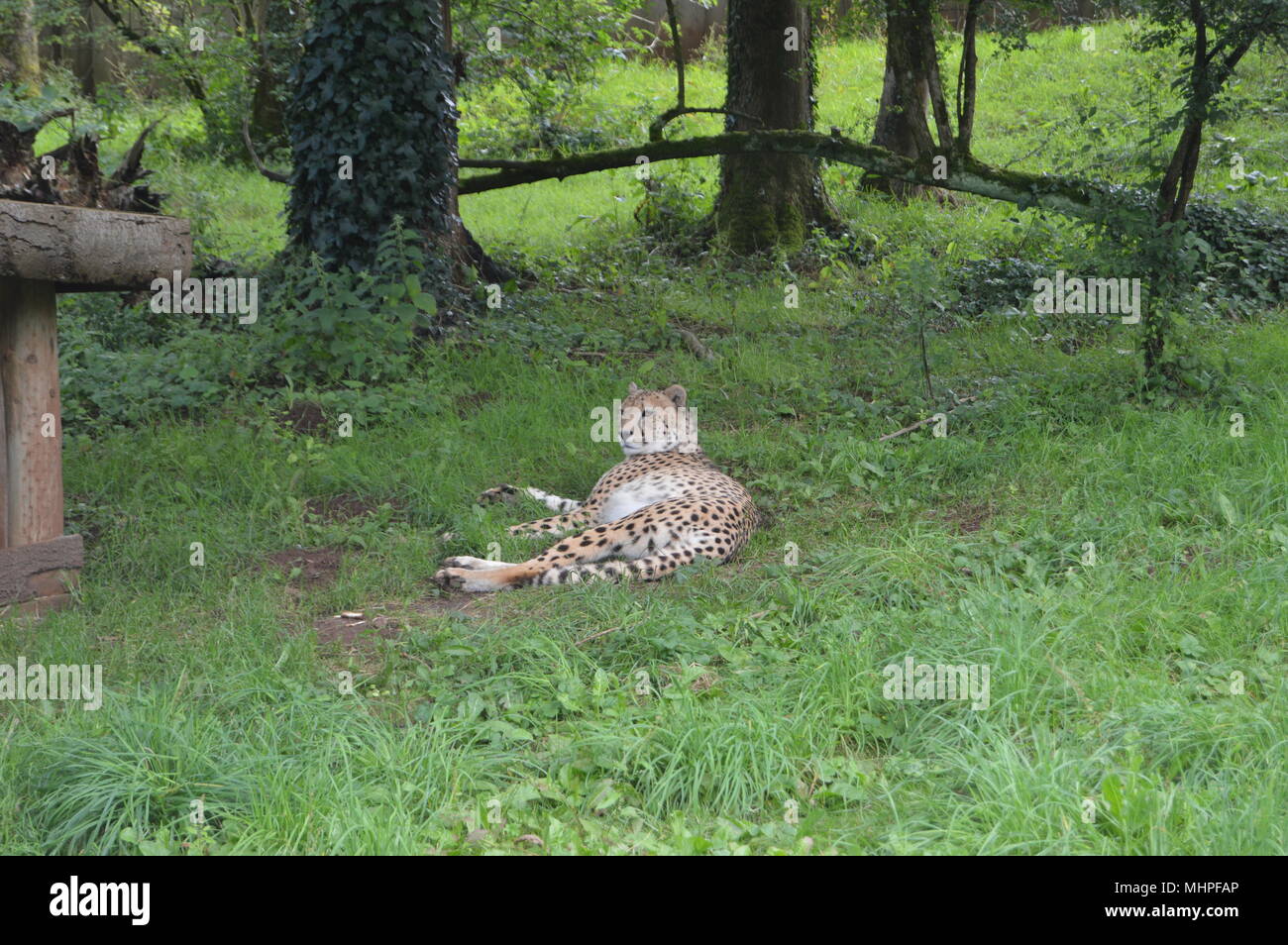 Animals in Paignton Zoo, Devon, UK, July 2017 Stock Photo - Alamy