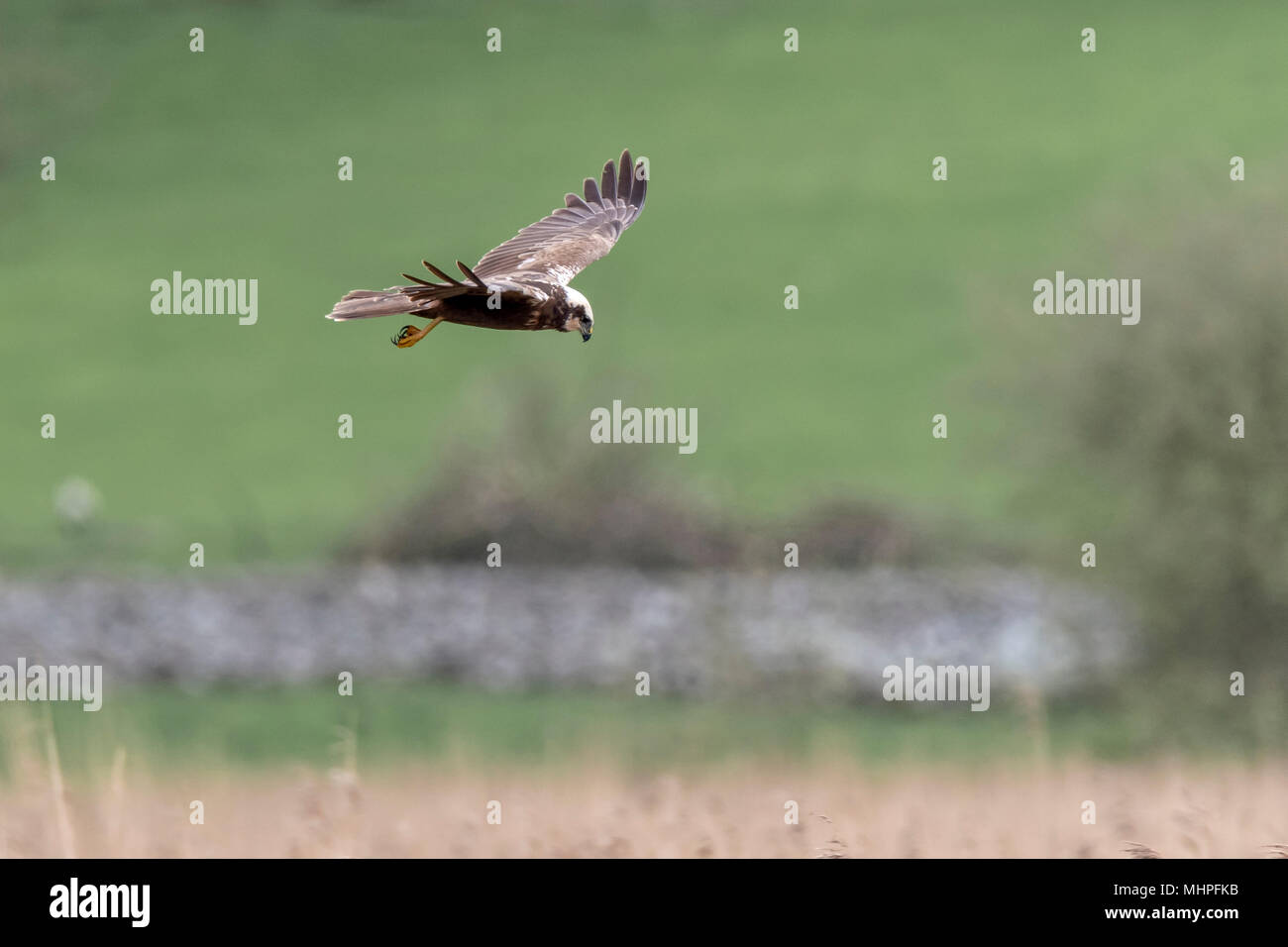 Femail marsh harrier at Leighton Moss RSPB reserve Stock Photo - Alamy