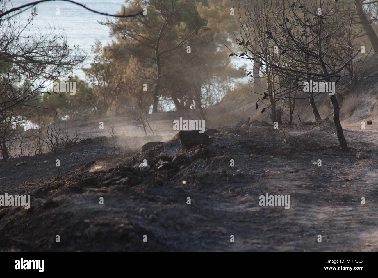 forest fire in a small town Stock Photo - Alamy