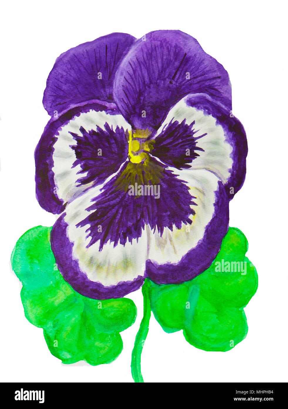 Painted illustration, watercolor - one violet pansy flower on white ...