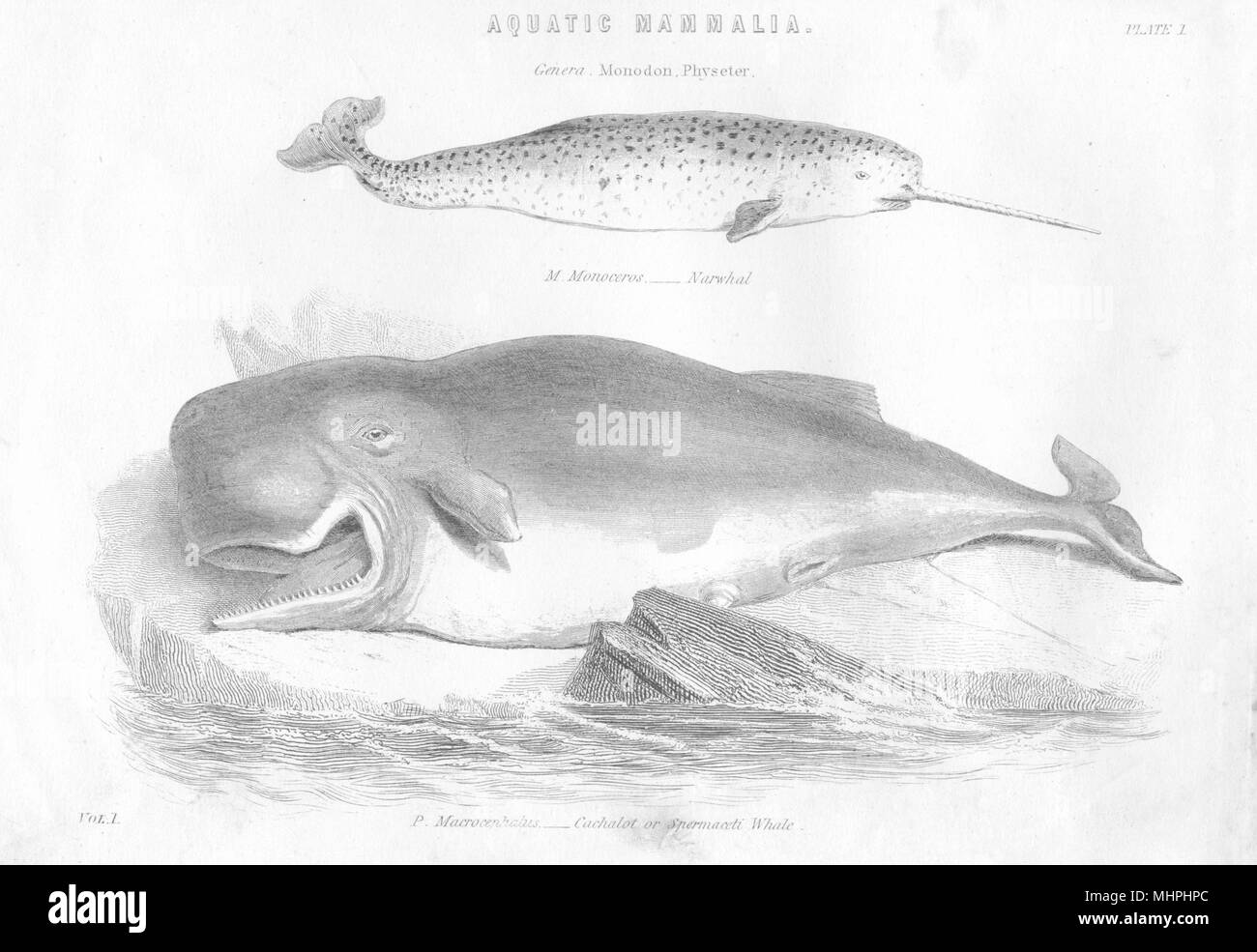 AQUATIC MAMMALIA. Monodon, physeter; Narwhal; Cachalot Spermaceti Whale ...