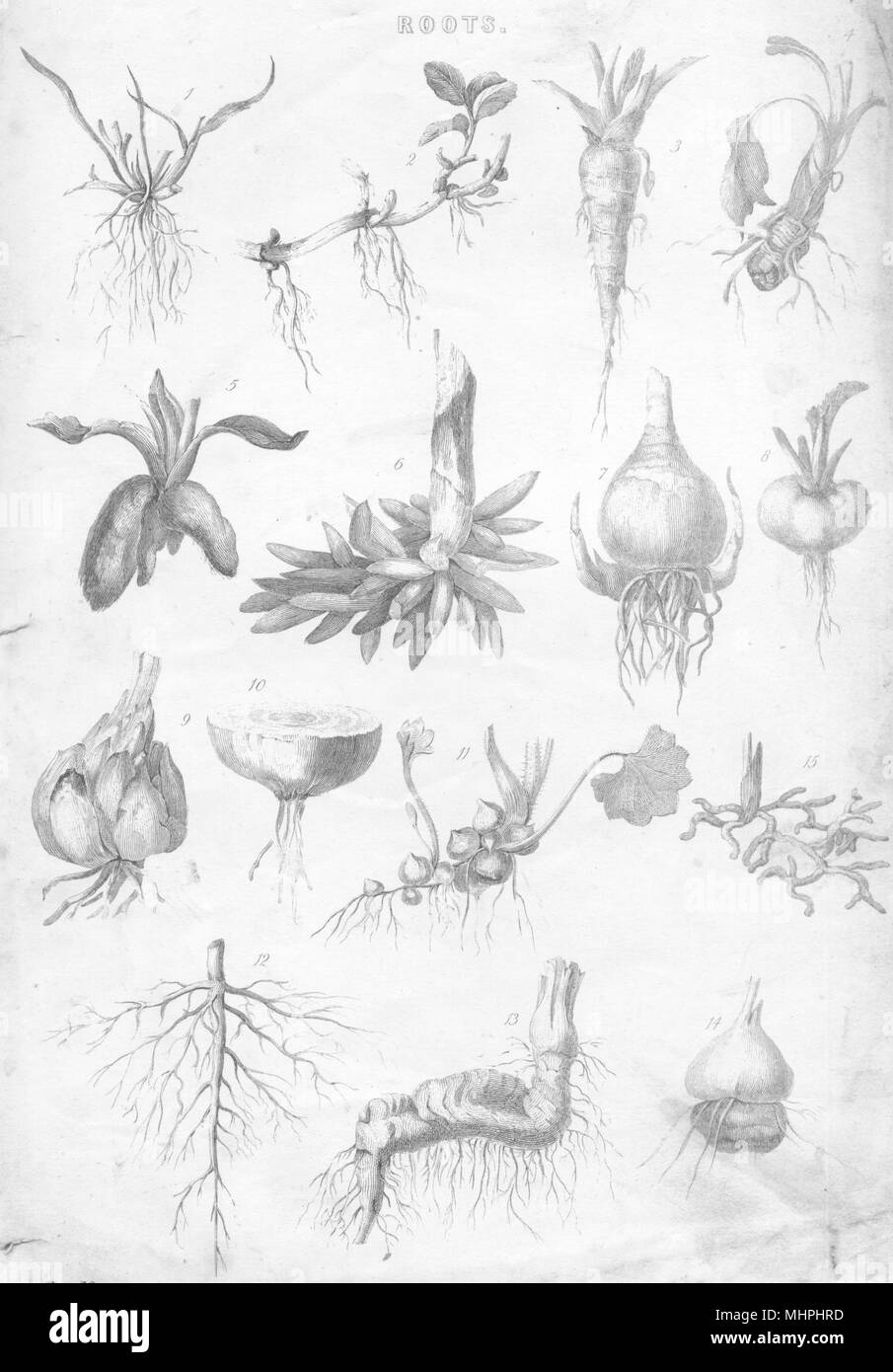 PLANTS. Roots 1880 old antique vintage print picture Stock Photo - Alamy