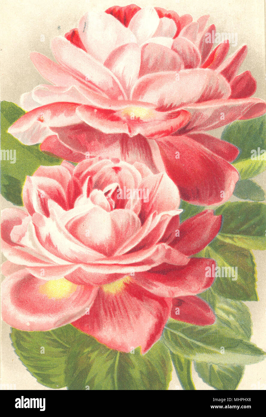 ROSES. Mrs. R. G. Sharman Crawford 1903 old antique vintage print ...