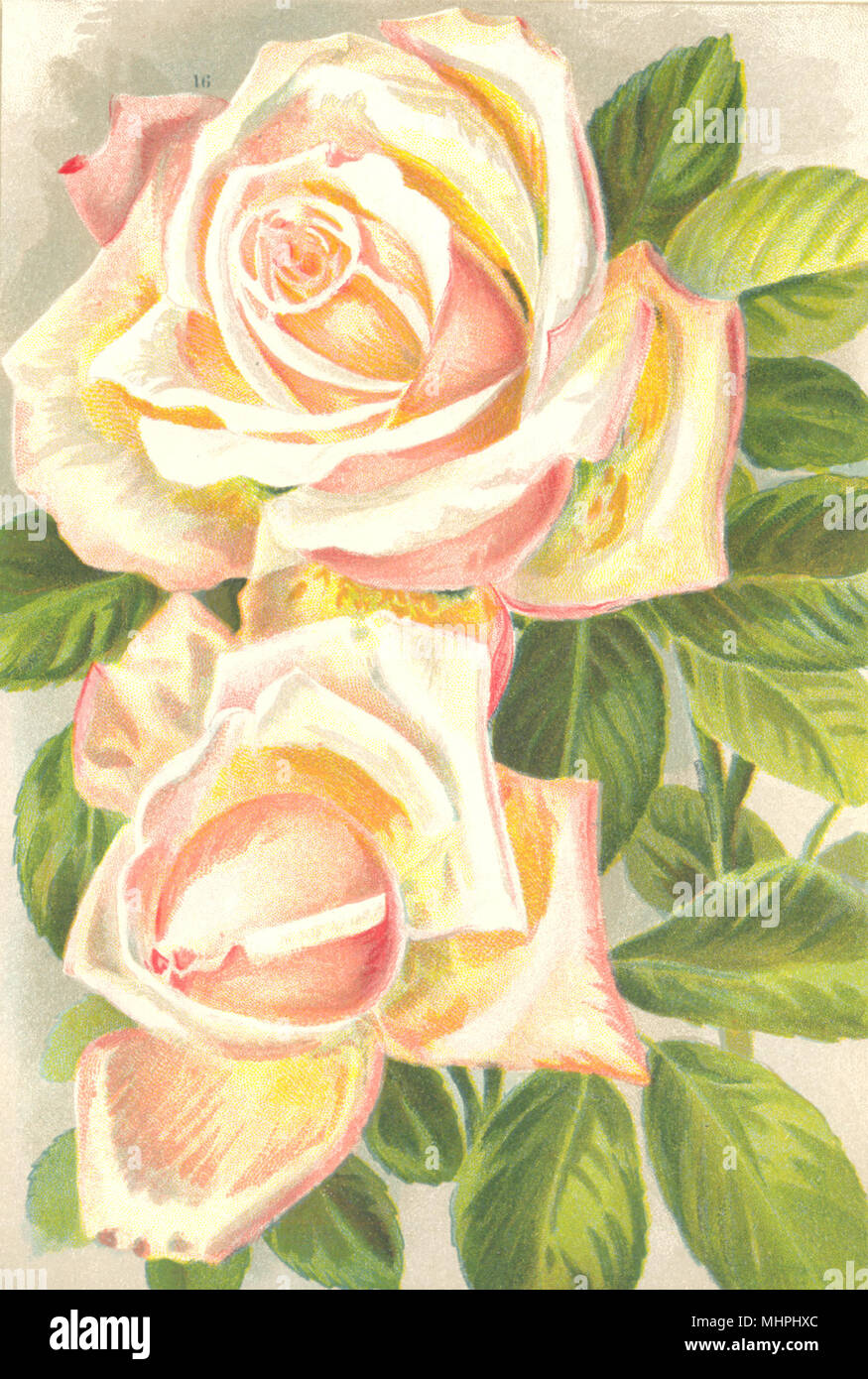 ROSES. Catherine Mermet 1903 old antique vintage print picture Stock ...