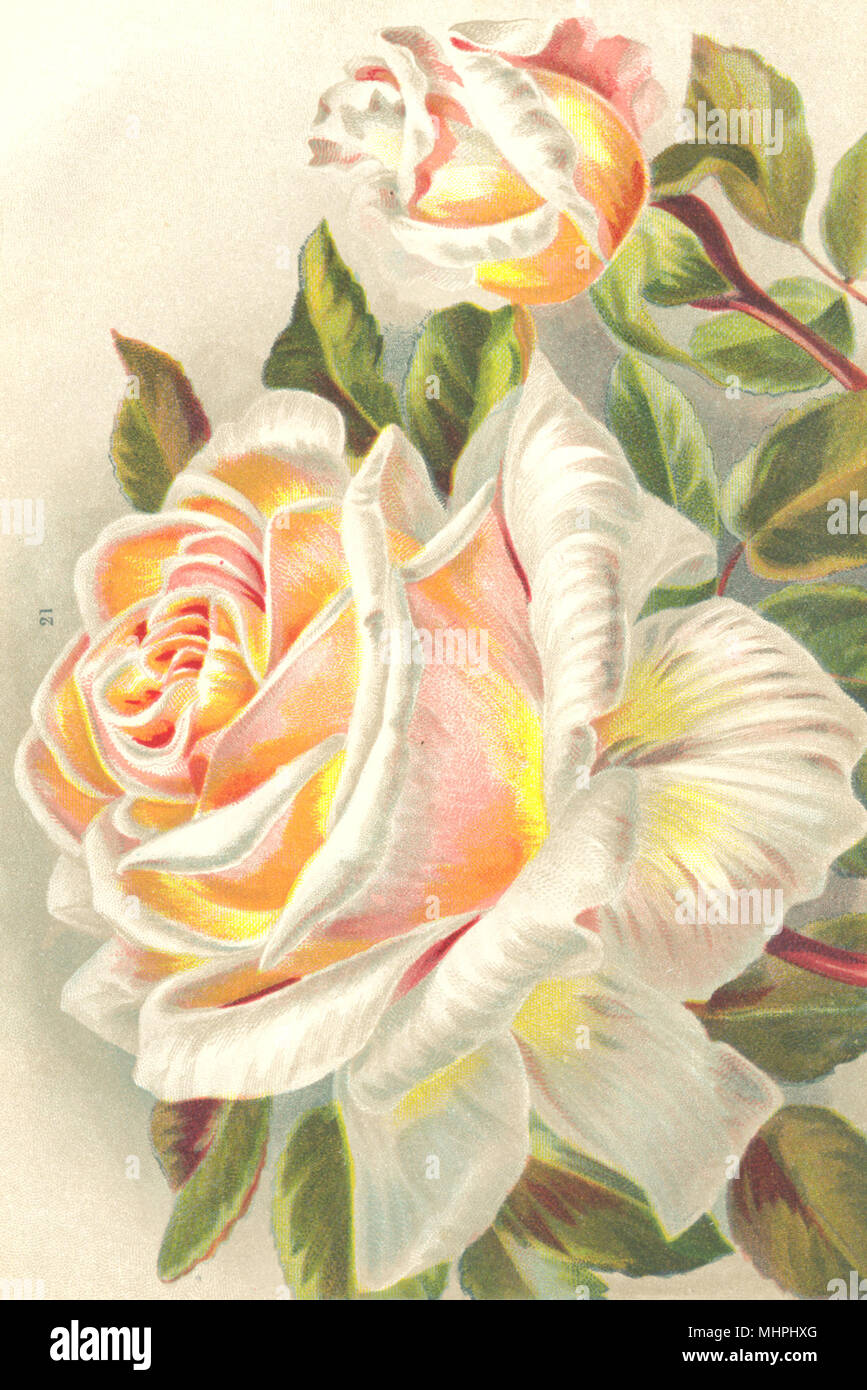 ROSES. Hon Edith Gifford 1903 old antique vintage print picture Stock ...