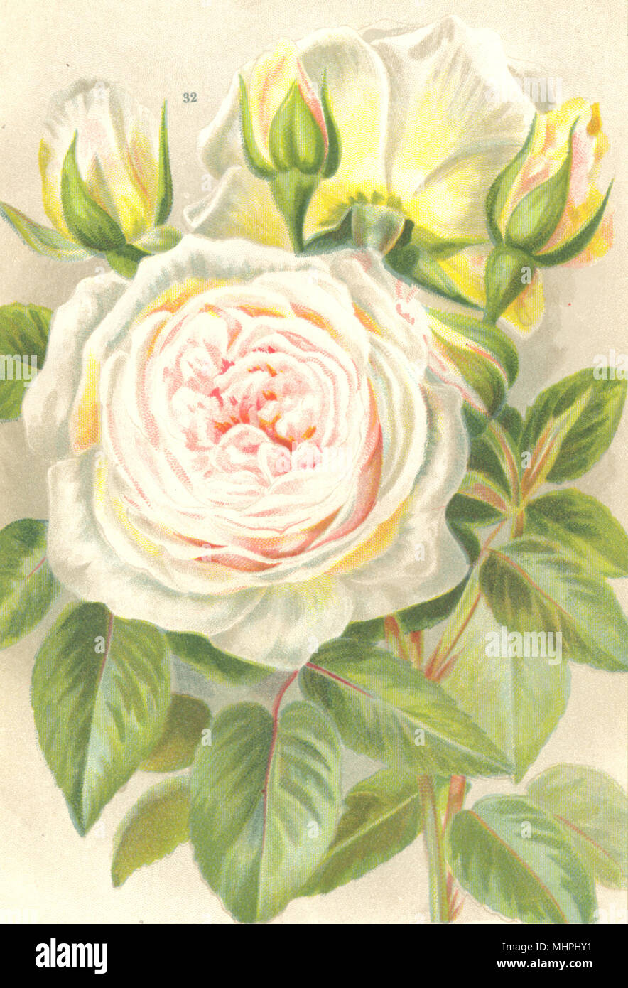 ROSES. Souvenir de la Malmaison 1903 old antique vintage print picture ...