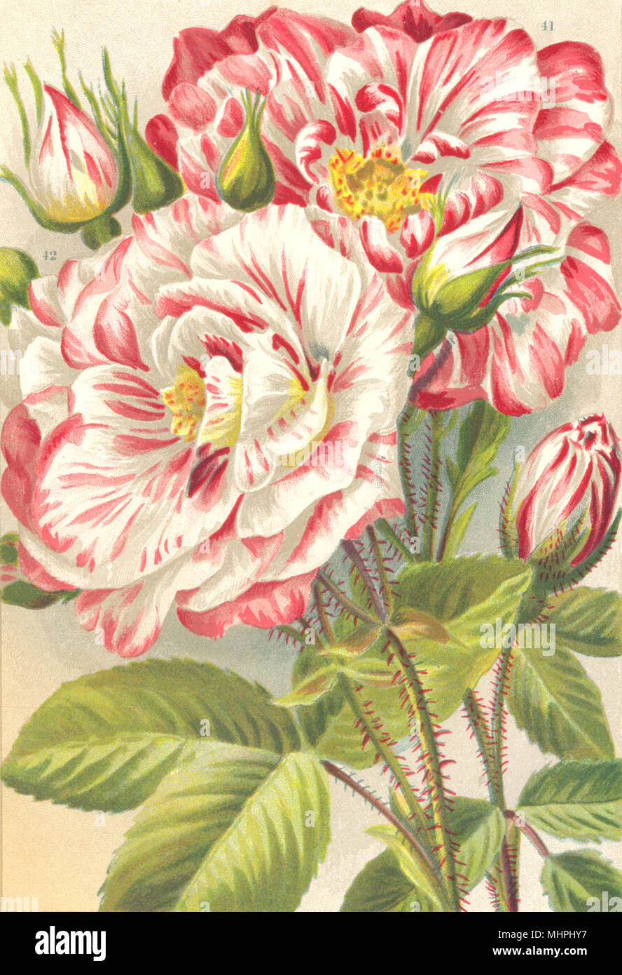 ROSES. Rosa Mundi; York and Lancaster 1903 old antique vintage print ...