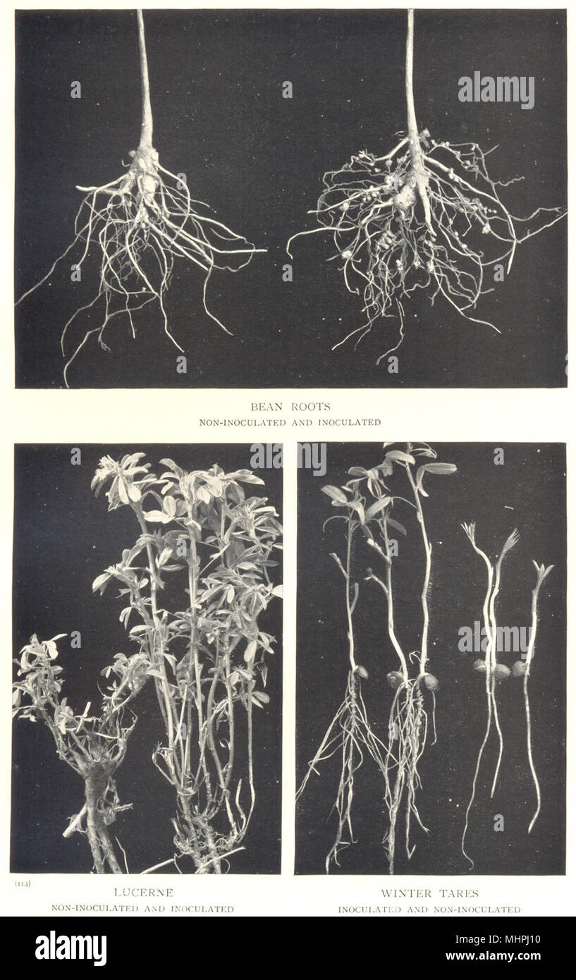 Soil inoculation hi-res stock photography and images - Alamy